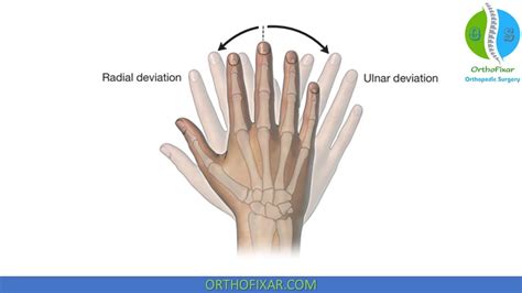 Ulnar Deviation Muscles