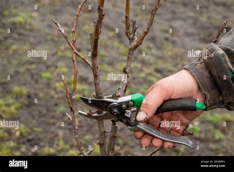 Pruning Pear Tree Hi Res Stock Photography And Images Alamy
