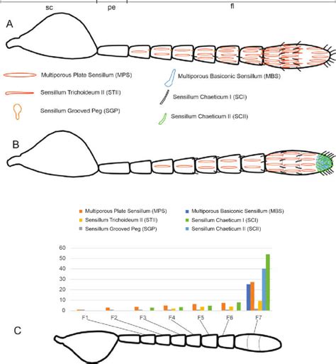 Schematic Drawing Of Anagyrus Vladimiri Female Antenna In Dorsal A Download Scientific
