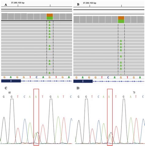 Germline Mutation Testing By Ngs And Sanger Sequencing A And B Ngs Download Scientific