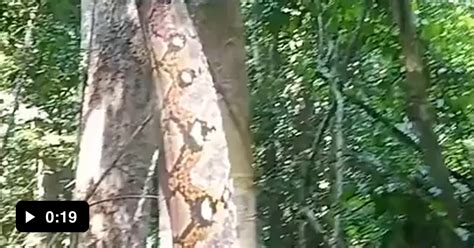 Reticulated Python Climbing A Tree 9gag