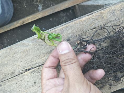 Persimmon Root Sucker Pictures Growing Fruit