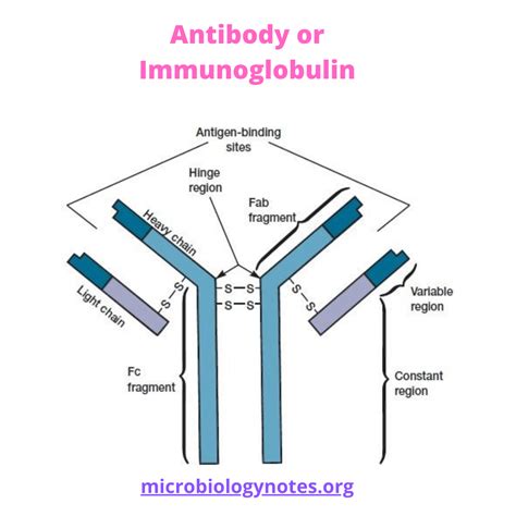 Immunoglobulin Structure On A Molecular Diagram Immunoglobul