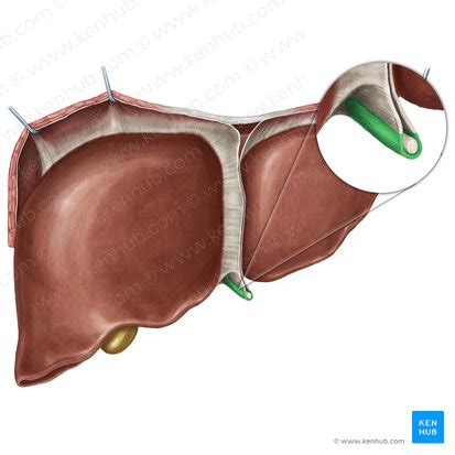 Liver Ligaments And Liver Anatomy Kenhub