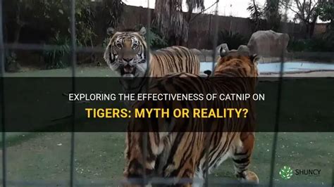 Exploring The Effectiveness Of Catnip On Tigers Myth Or Reality Shuncy