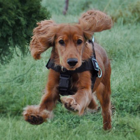 Best Harness For Small Cocker Spaniel At Phillip Pusey Blog