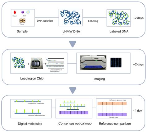 Optical Genome Mapping Bionano At Jackson Steinfeld Blog