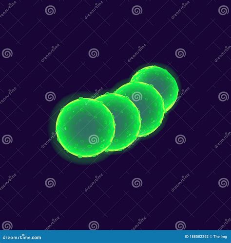 Streptococcus Cell Structures Anatomy And Morphology Cartoon Vector 186818303