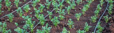 Magda Meteorological Assimilation From Galileo And Drones For Agriculture Futurewater