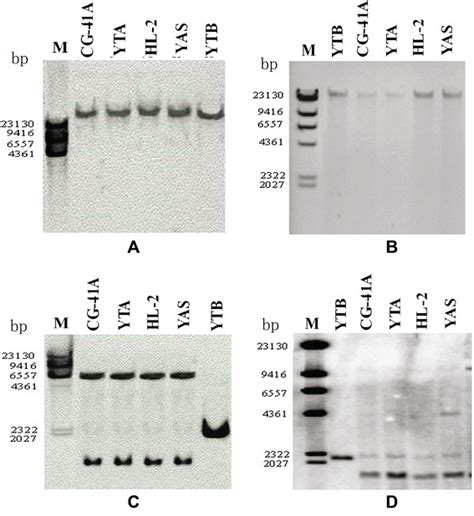 Southern Analysis M Lambda Dna Hind Iii Marker A B Mitochondrial