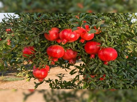 Tree Worship Benefits इन वृक्षों में होता है देवताओं का वास जानें किस पेड़ की पूजा से पूरी