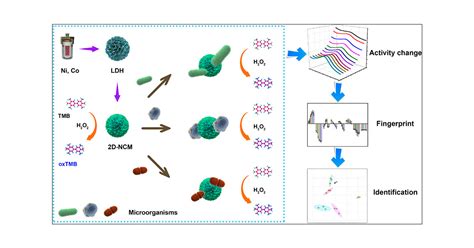 Layered Double Hydroxide Derived Two Dimensional Bimetallic Metalorganic Framework Nanozymes