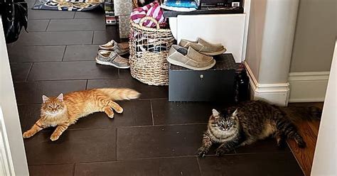 Cat Integration Reasonably Successful Album On Imgur