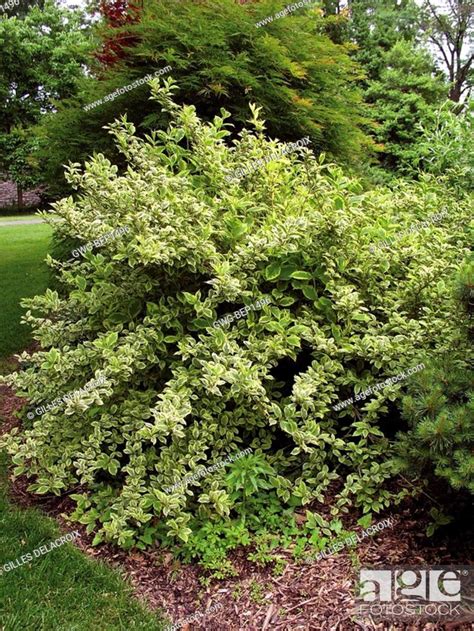 WEIGELA 'NANA VARIEGATA', Stock Photo, Picture And Rights Managed Image ...