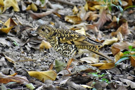 Whites Thrush चाँचर चराको प्रजाती Project Noah