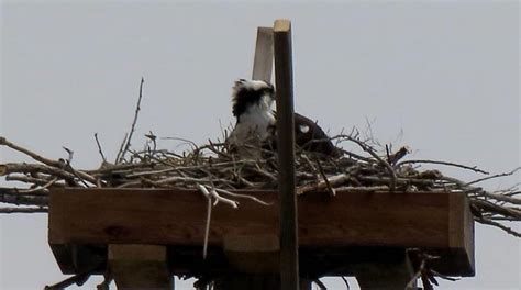 Osprey Bird Nest Thrives On New Platform At Reservoir Thanks To