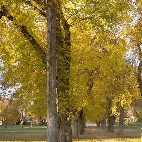 Of The Best Trees For Yellow Fall Color Gardeners Path