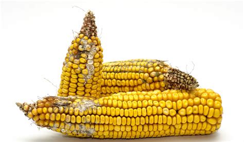 How To Tell If Corn On The Cob Is Bad Farmhouse Guide