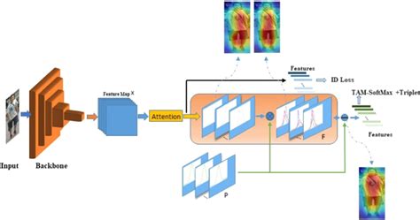 The Pedestrian Images Are Sent Into The Backbone Network Resnet Download Scientific Diagram
