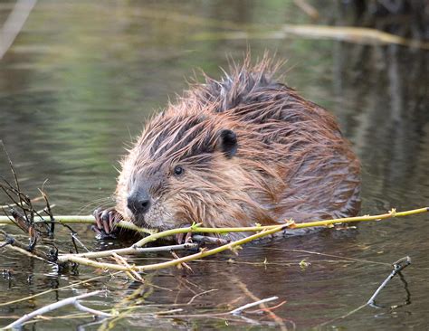 Beavers Projects And Programs American Prairie