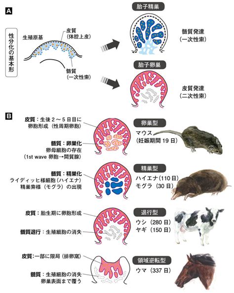 哺乳類とは簡単に 哺乳類とは 子供向け ほにゅうるい【哺乳類】 Cobk