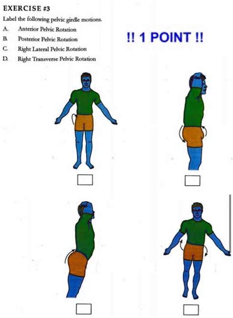 Solved Exercise 3 Label The Following Pelvic Girdle Motions A