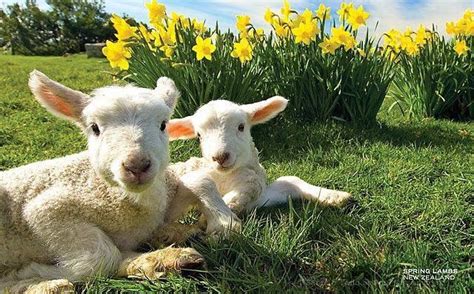 Spring In Nz Daffodils And Lambs Decorative Ideas With Spring Lambs