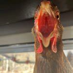 Chicken Screaming At You Meme Generator Imgflip