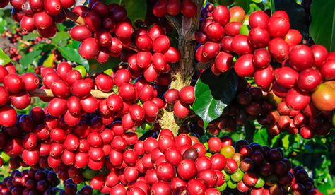 El Cultivo De Café Condiciones Y Propiedades Físicas Despiste Café