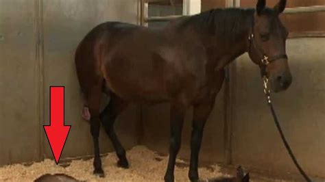 Лошадь опустилась на землю чтобы родить и тут на глазах владельца случилось чудо Youtube