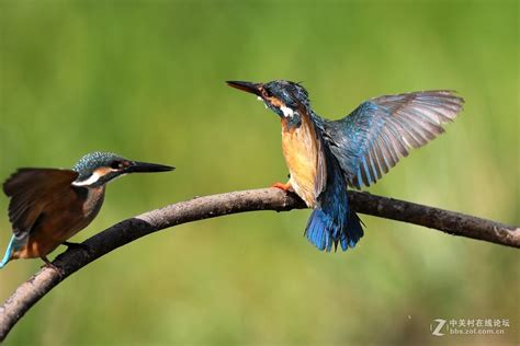 新拍翠鸟 中关村在线摄影论坛