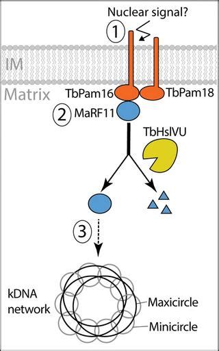 Corinne Von Känel On Linkedin Pam16 And Pam18 Were Repurposed During Trypanosoma Brucei