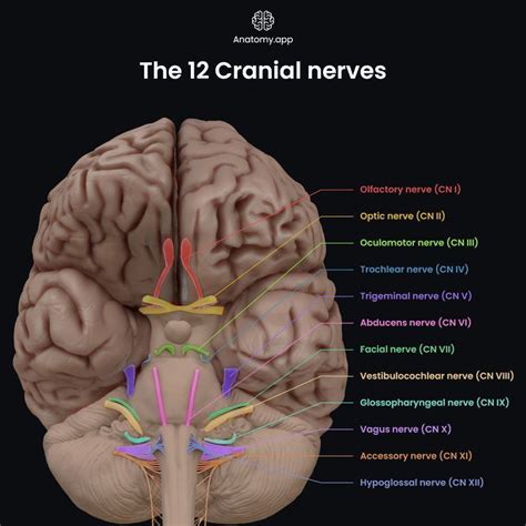 Location Of Olfactory Cranial Nerve