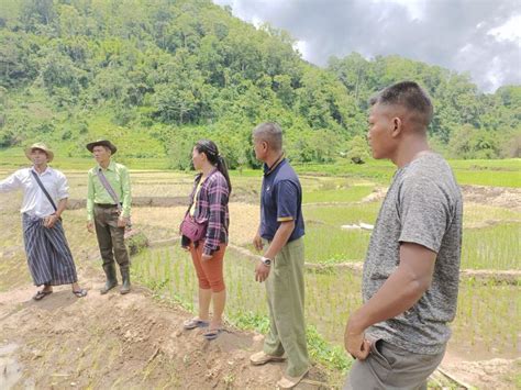 မိုင်းတုံမြို့၌ မိုးစပါးနှင့် မိုးသီးနှံများ အထွက်တိုးစေရန် မြို့နယ်စိုက်ညှိအဖွဲ့မှ ကွင်းဆင