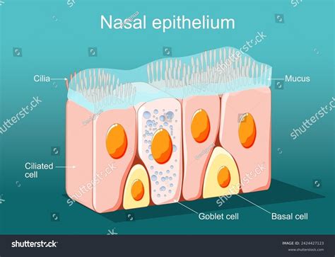 Ciliated Epithelial Cell Ciliated Epithelial Cells Light Micro