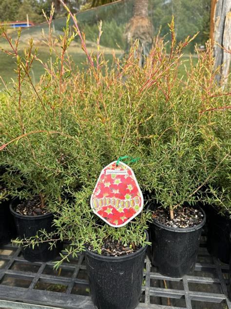 Native Plants Killuke Nursery