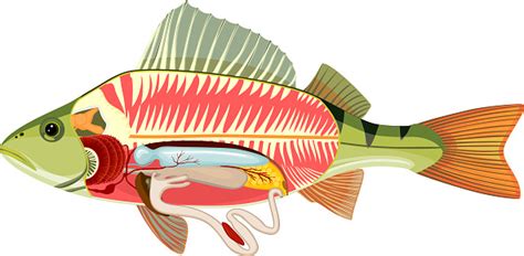 물고기의 내부 해부학 생물학 수업을 위한 농어의 구조를 갖춘 교육 자료 건축물에 대한 스톡 벡터 아트 및 기타 이미지 Istock
