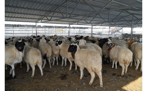 Duuren Life Мах бэлтгэгч ААН үүд хонь худалдан авч байна