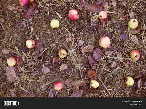 Decomposing Red Apples Image Photo Free Trial Bigstock