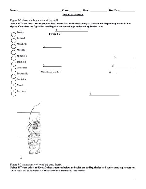Axial Skeleton Labeling The Axial Skeleton Figure 5 3 Shows The