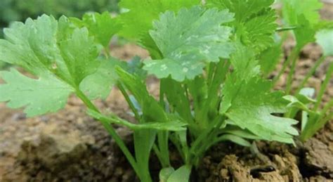 Investigadores Buap Contribuyen A Lograr La Inocuidad En La Producción