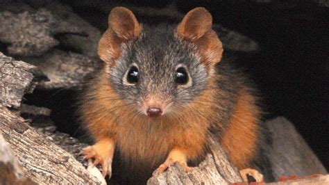 Antechinus The Tiny Marsupials Where Males Have Sex…