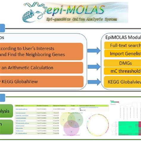 Workflow Of Docmethyl Pe For Wgbs Paired End Data Analysis Including
