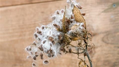 Seed Gathering How To Collect Seeds Calgo Gardens