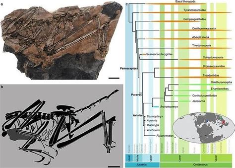 [사이테크 ] 공룡에서 진화한 초기 새는 어떤 모습…中서 신종 공룡 발견