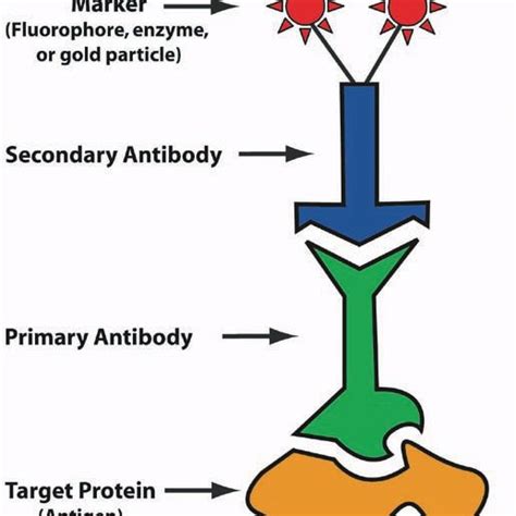 Typical Current Immuno Detection Methods Immune Response By Creating Download Scientific