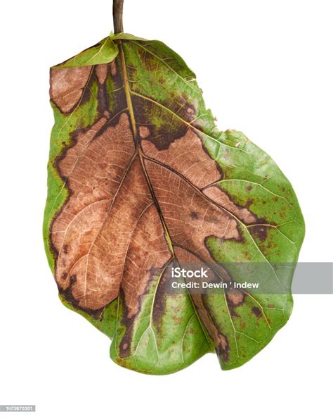 바이올린 잎 무화과의 잎 무화과 나무 클리핑 경로가 있는 흰색 배경에 격리된 바이올린 잎 무화과 식물에 햇볕에 탐 Fiddle