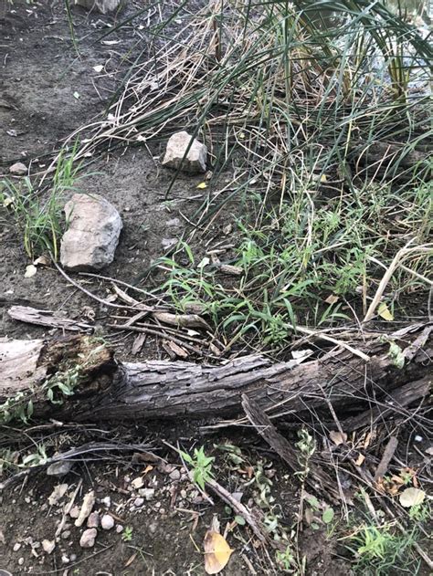 Bridge My Friends And I Built Freshman Year Of High School 2018 Vs Same Bridge 4 Years Later