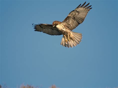 Red Tailed Hawk Talons