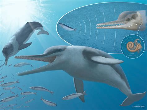 Ancient Whale Species Echovenator Had Ultrasonic Hearing And Used Echolocation Inverse